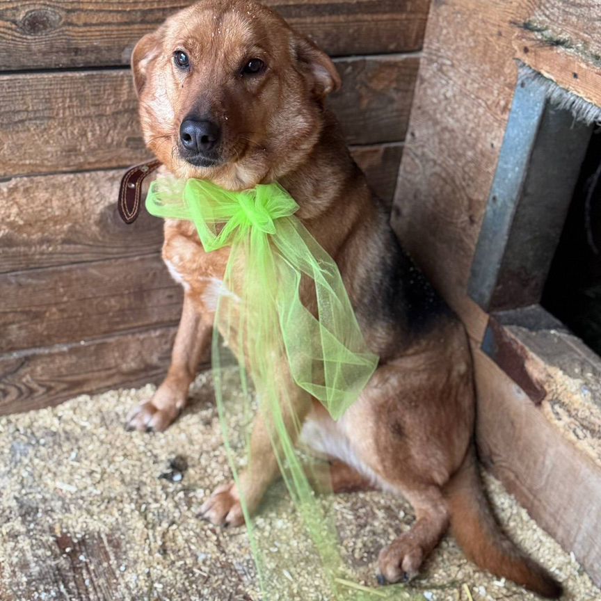 Взрослая собака в добрые руки