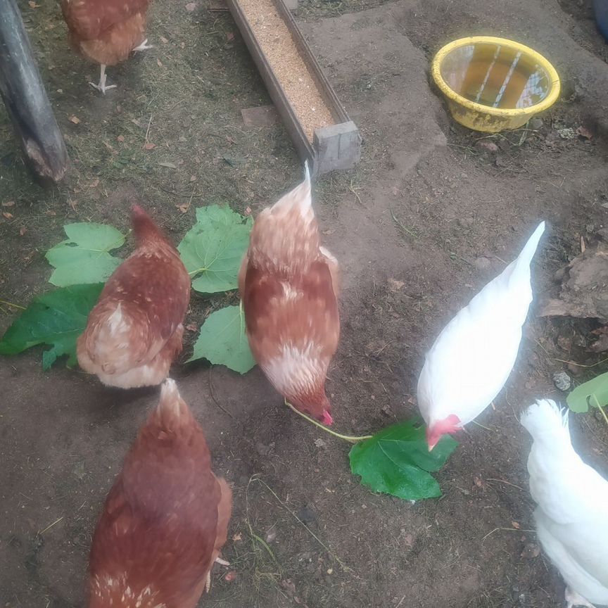Молодые курочки несушки