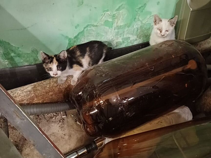 Спасите котят