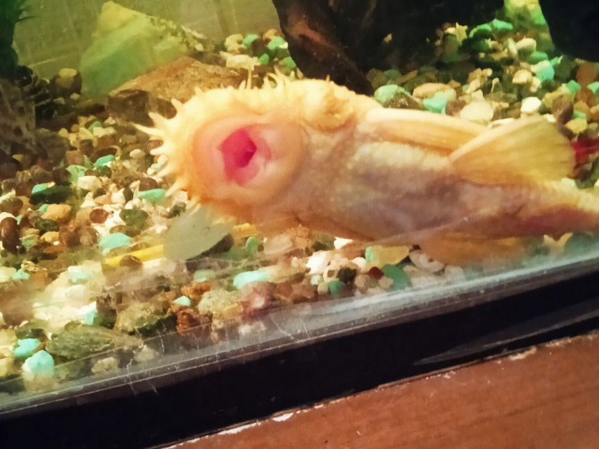 Отдам бесплатно рыбок