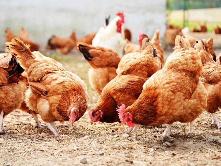 Куры и домашняя птица