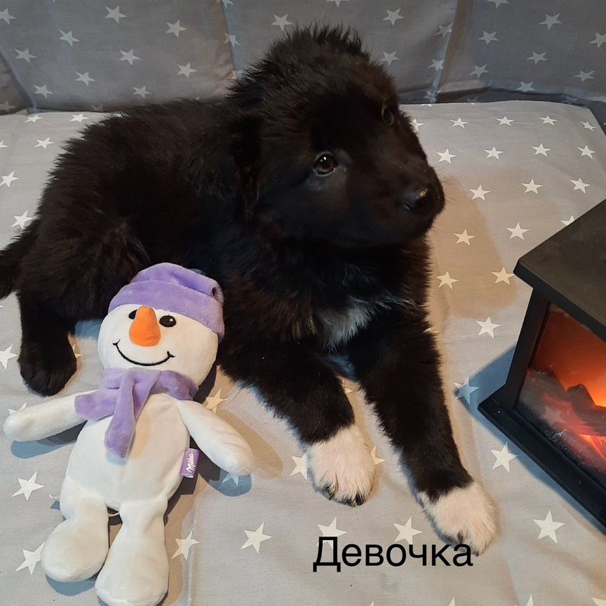 Очаровательная малышка щенок