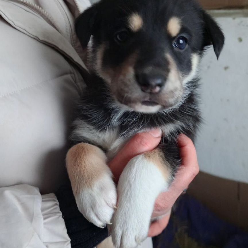 Щенок в добрые руки