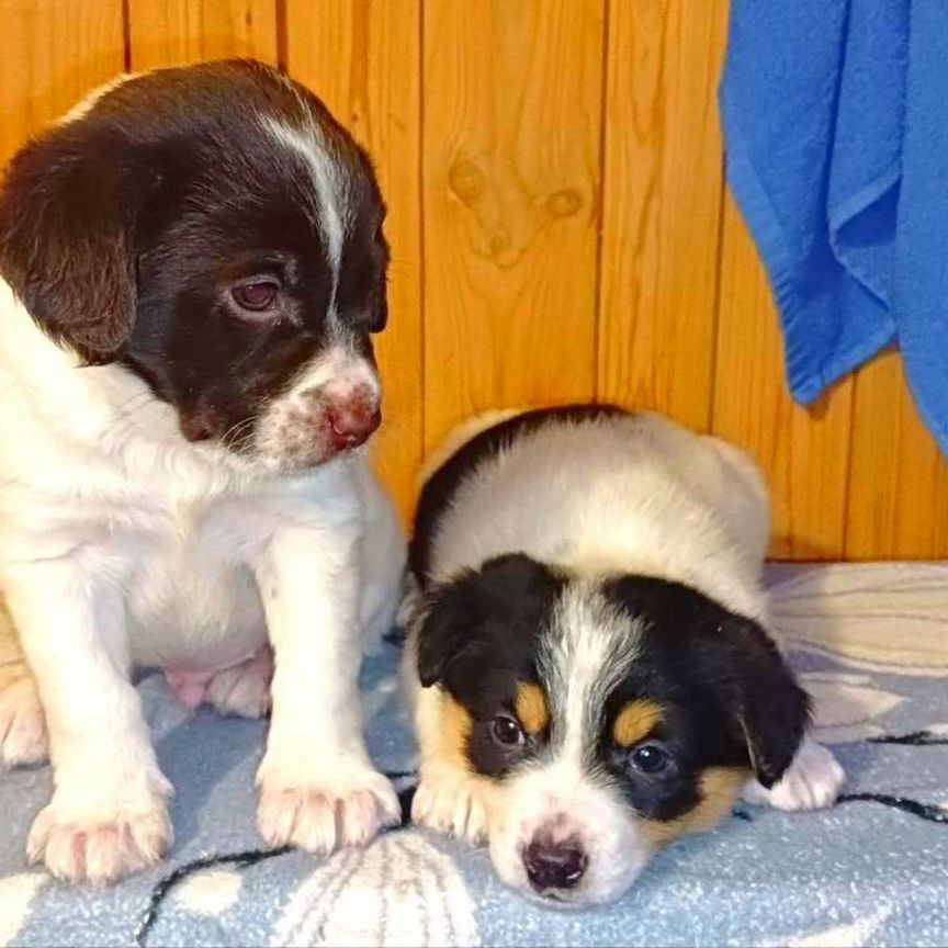 Щенки небольшие мальчики полукровки