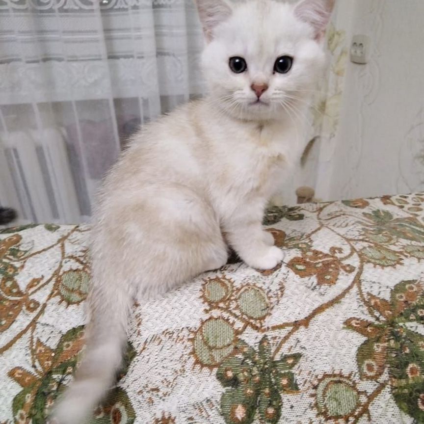 Котёнок девочка от шотландцев