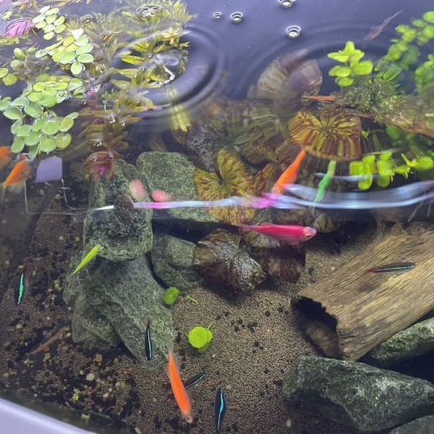 Тернеция гло рыбки