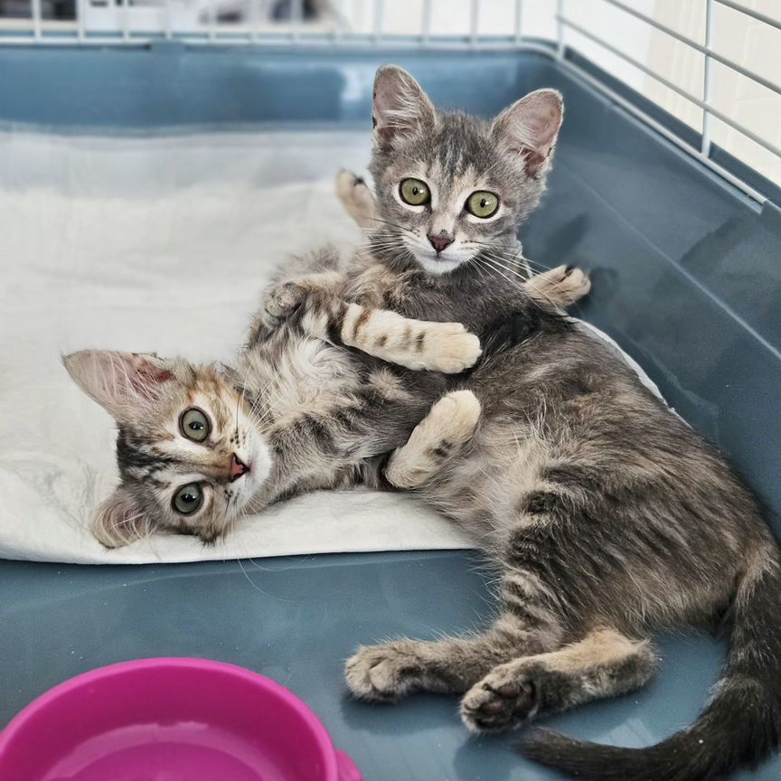 Котята (девочки)