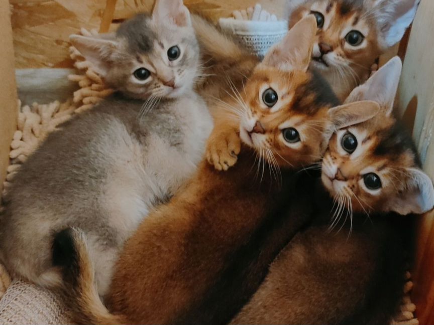 Абиссинская