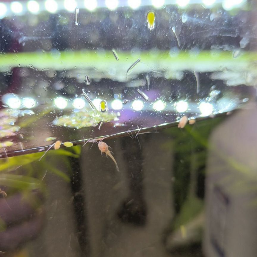 Анциструс жёлтый (мальки)