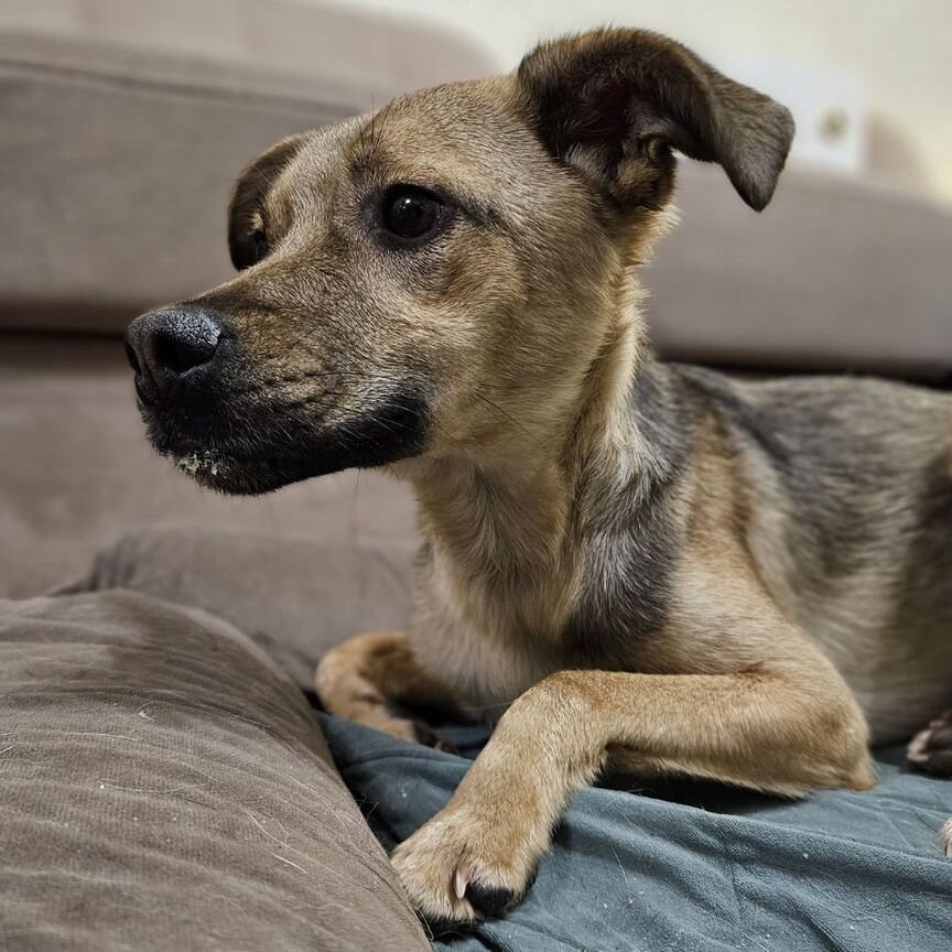 Щенок в добрые руки