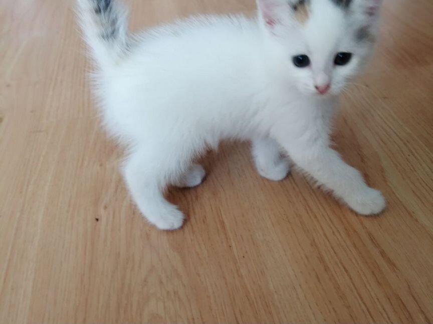 Котята-возраст 2.5 месяца