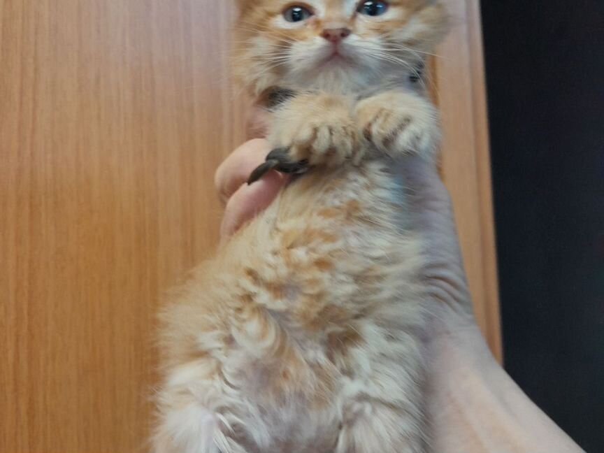 Рыжий котенок мальчик 1.5 месяца