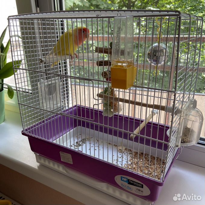 Попугай неразлучник (молодой самец) с клеткой