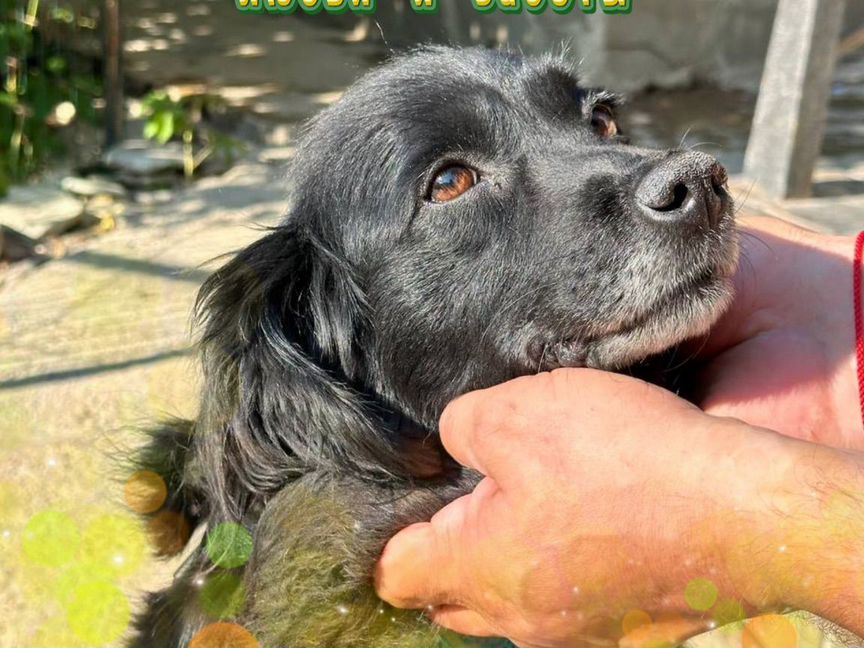 Собака в добрые руки девочка