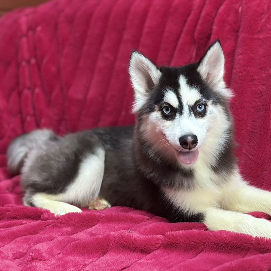 Помски, щенок