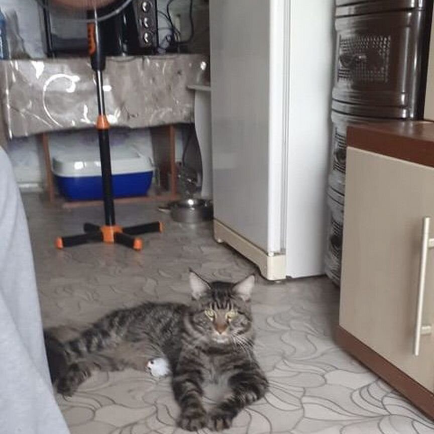 Кот мейн-кун