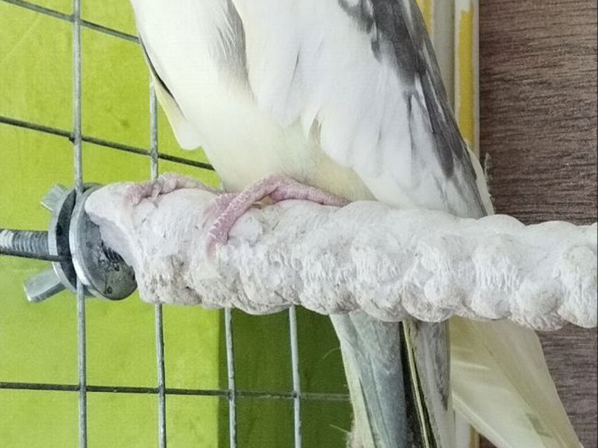 Продам клетку с 2-мя средними попугаями