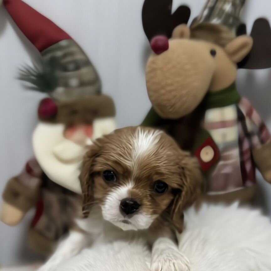 Кавалер кинг-чарльз-спаниель, щенок