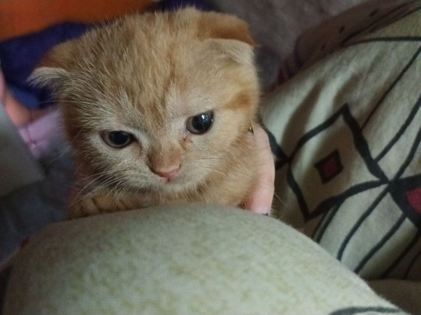 Котёнок