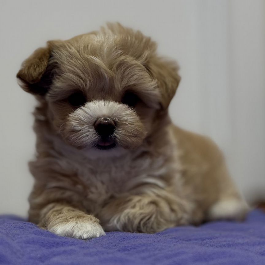 Мальтипу, щенок