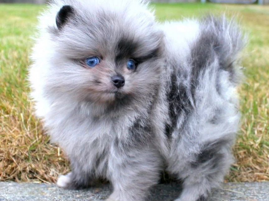 Чудо на ладони микро мишка померанский шпиц