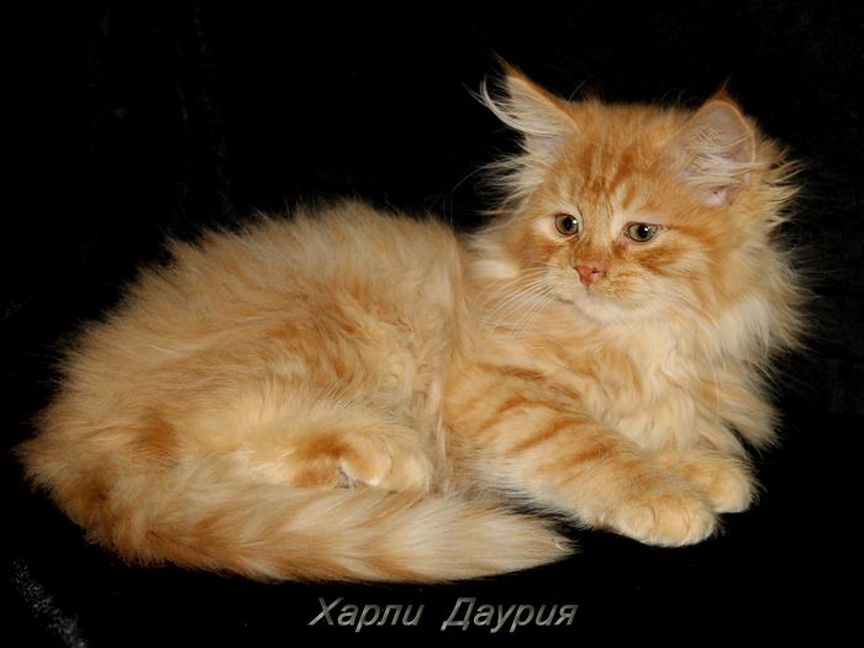 Сибирский клубный котик