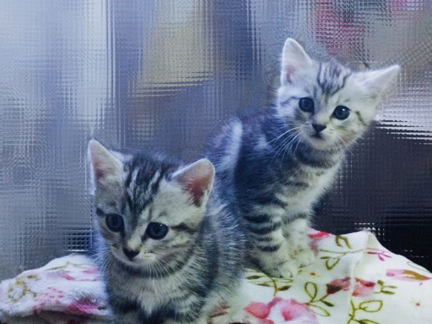 Бенгальские котята серебро