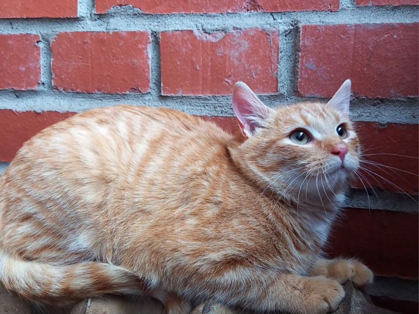 Котенок рыжий бесплатно