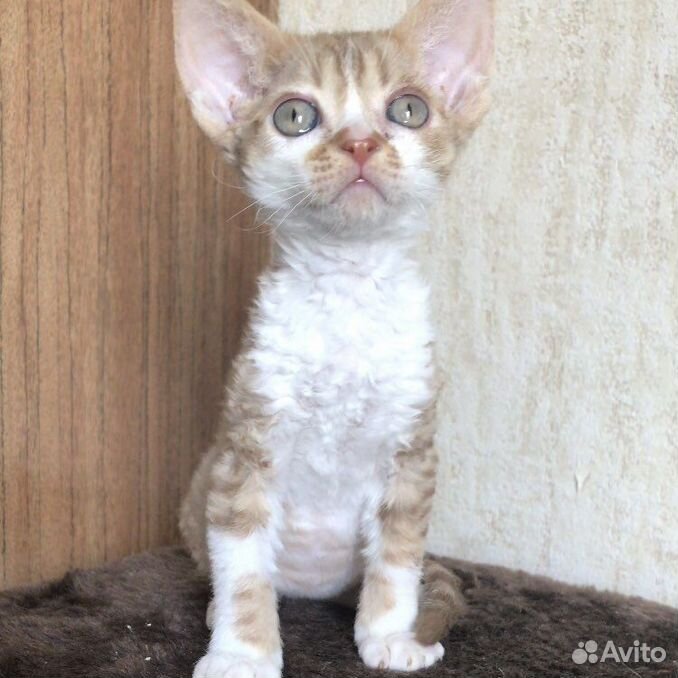 Девон рэкс мальчишки