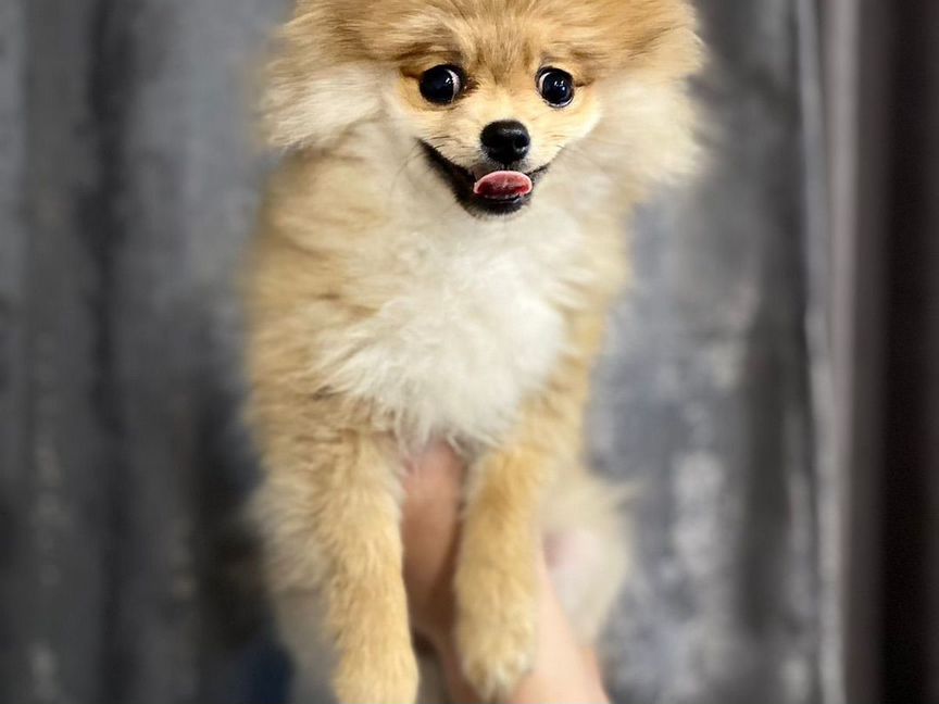 Немецкий шпиц