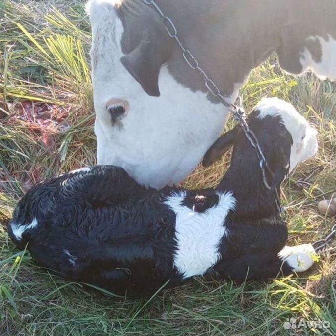 Телочки в продаже