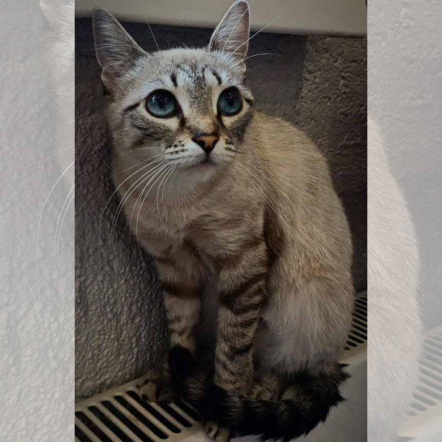 Тайская кошка, взрослая