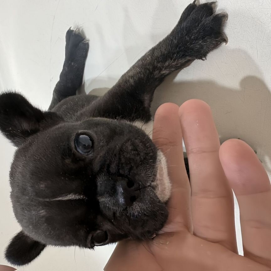 Французский бульдог, щенок