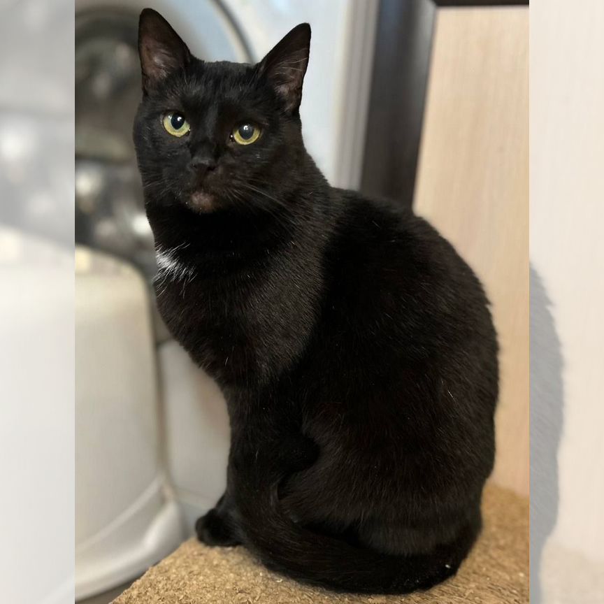 Взрослая, кошка в добрые руки