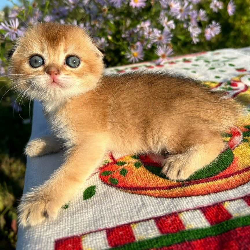 Резерв котят