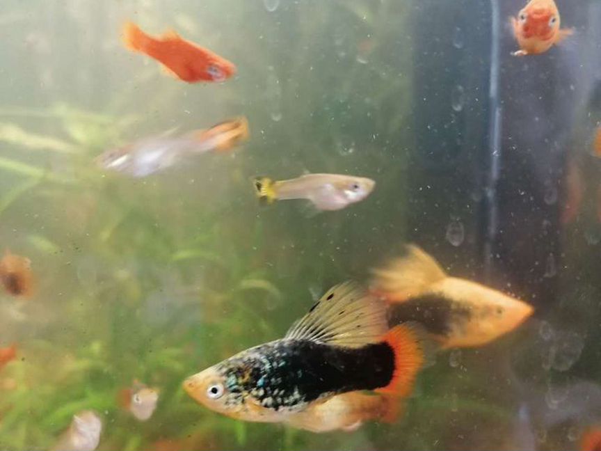 Пицилии, меченосцы