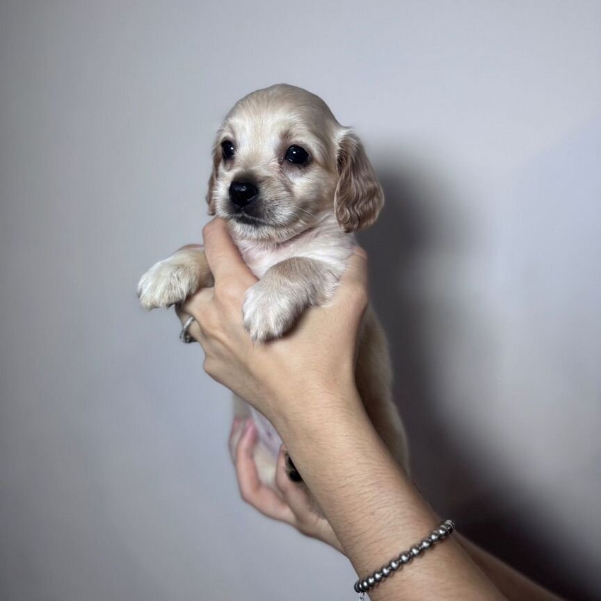 Щенки спаниеля