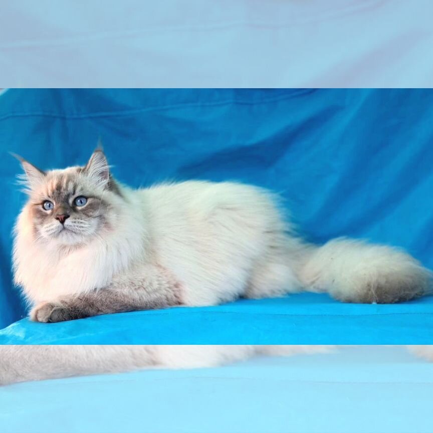 Невский маскарадный котик вязка