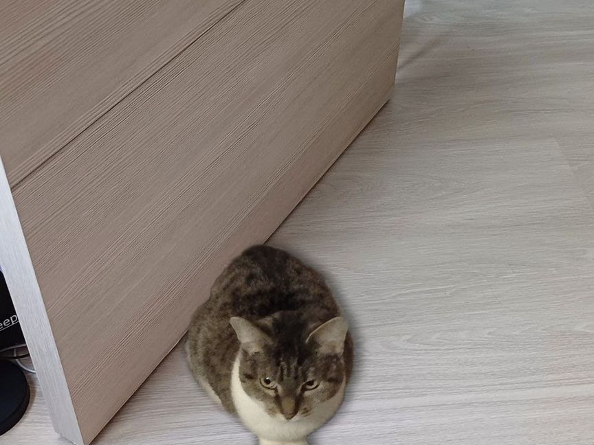 Отдам в хорошие руки кошку зовут Ася