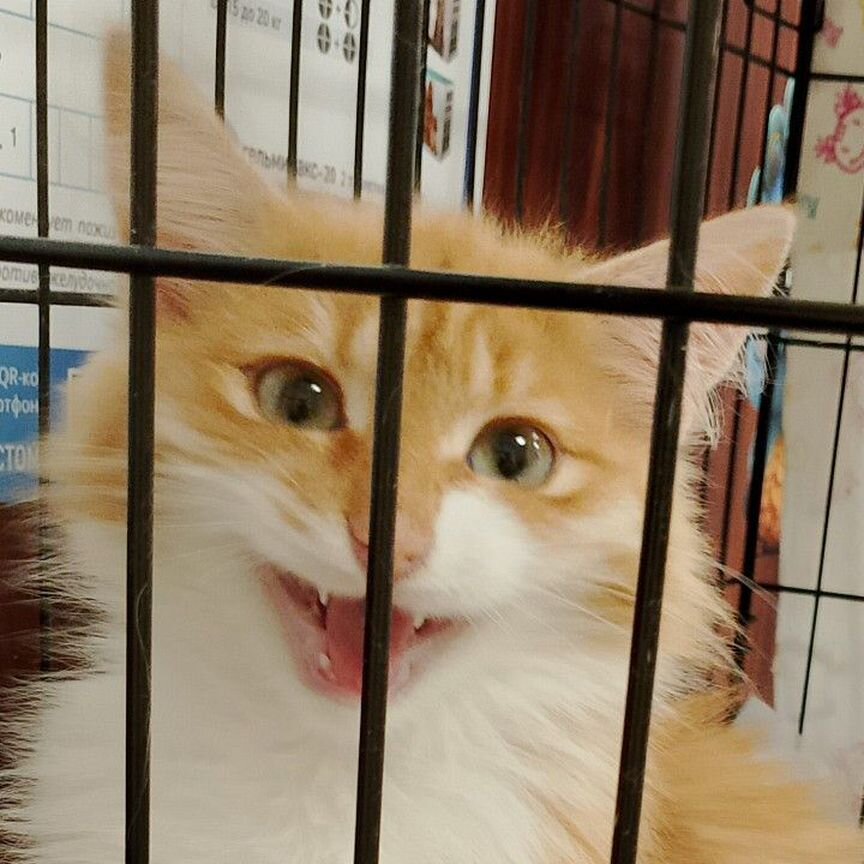 Голубоглазый рыжий котёнок