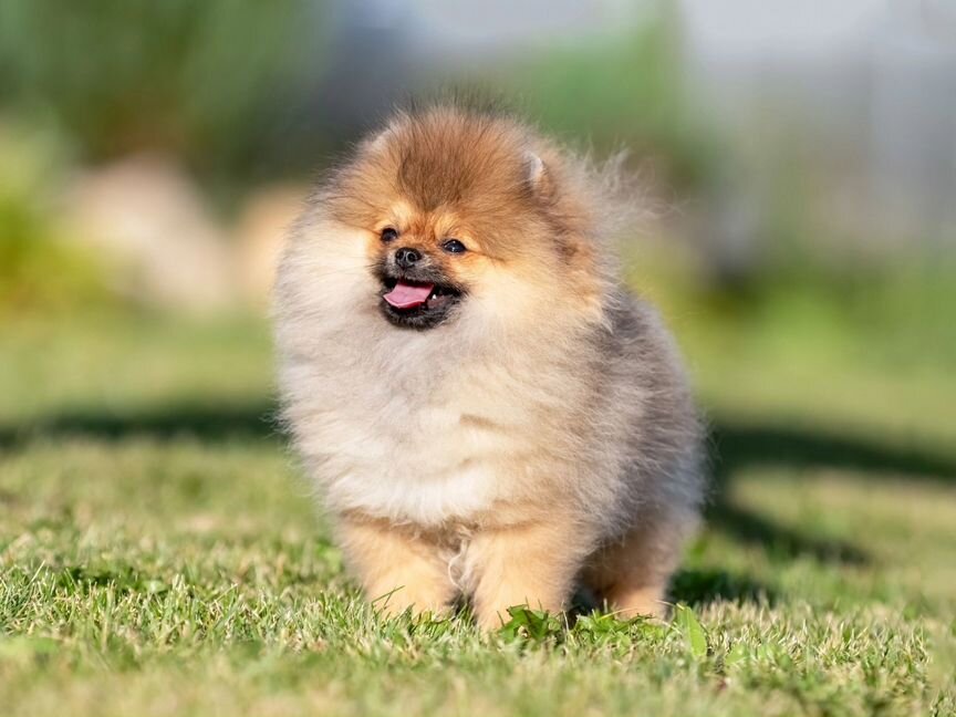 Супер мини мишка, РКФ