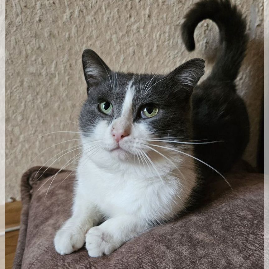 Взрослый кот в добрые руки