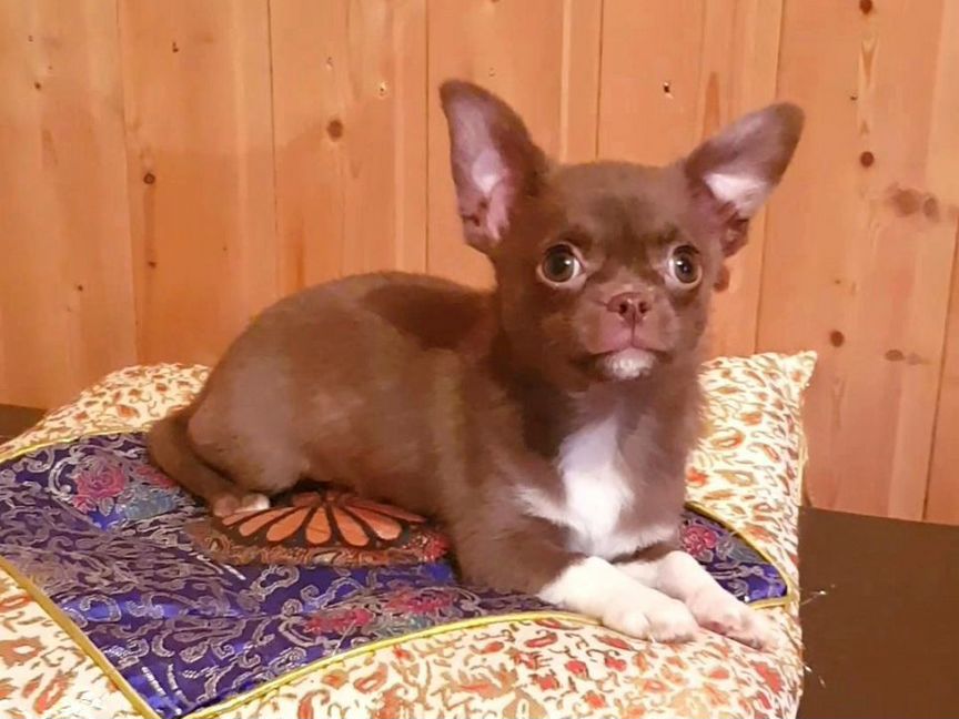 Сладкие шоколадики