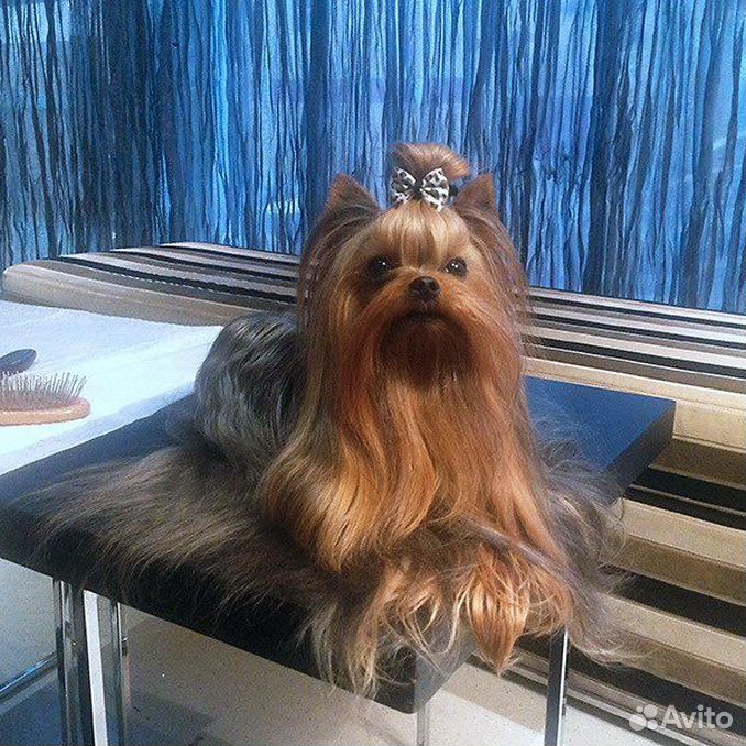 Супер Мини Йорк, для Вязки