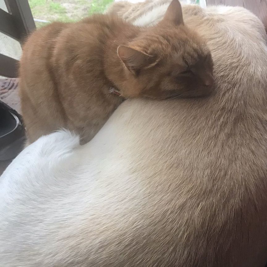 Взрослый кот в добрые руки