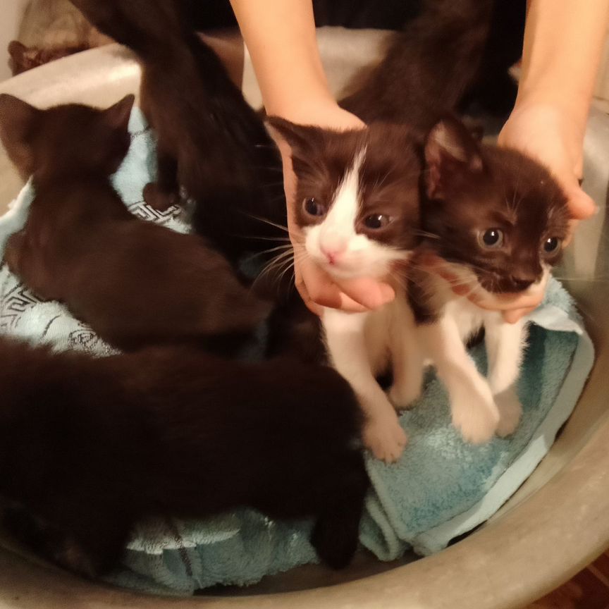 Котята Русско Европейская 1мес