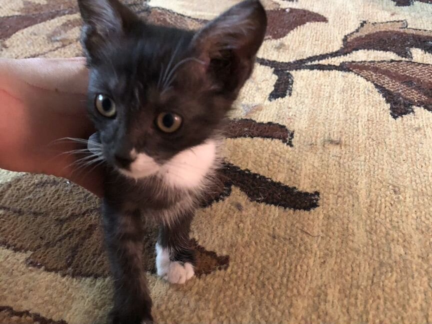 Котята в добрые руки бесплатно пятигорск