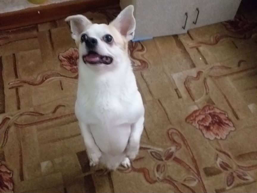 Чихуахуа