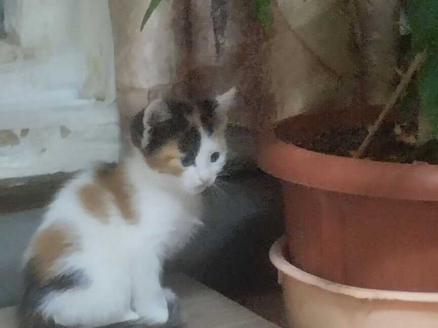 Трехцветная кошка на счастье и достаток