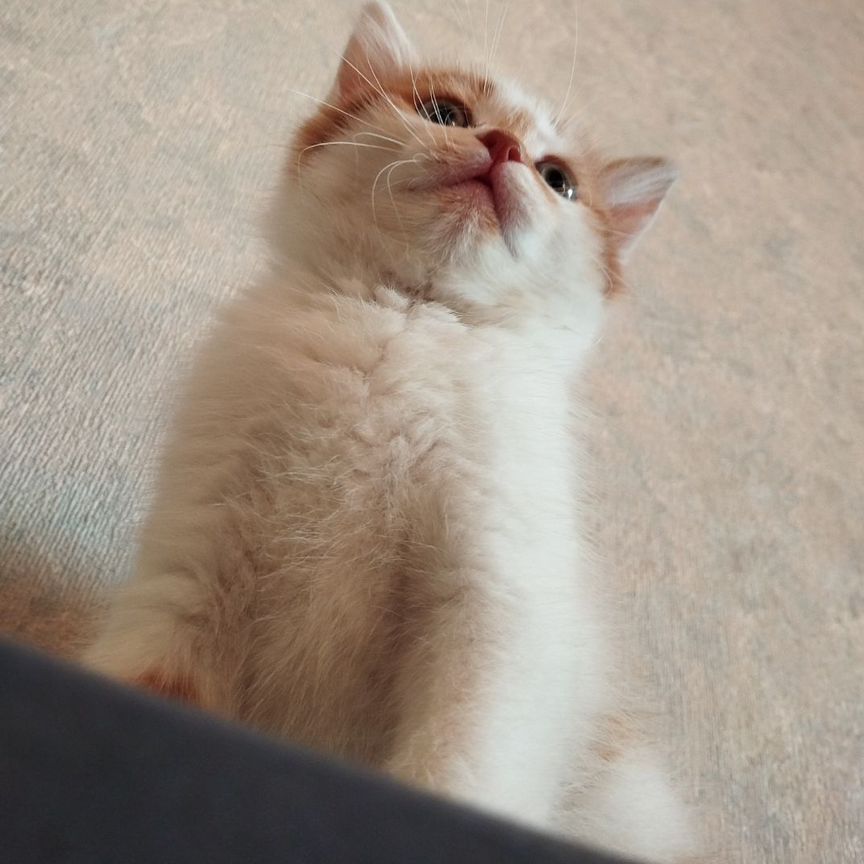 Котёнок от частного владельца